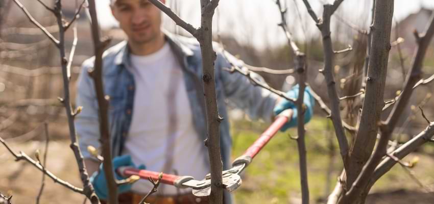 Young Tree Trimming Guide - Timber Kings Tree Service