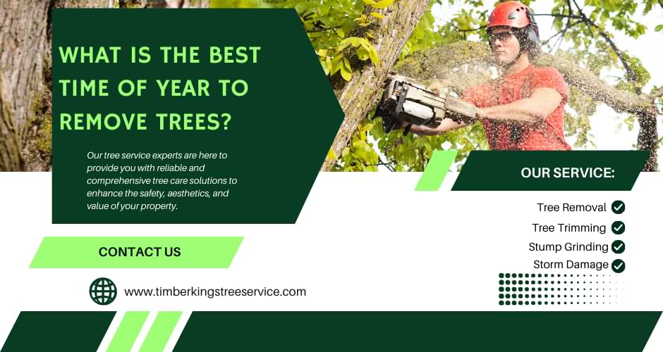 What is the Best Time of Year to Remove Trees? - Timber Kings Tree Service