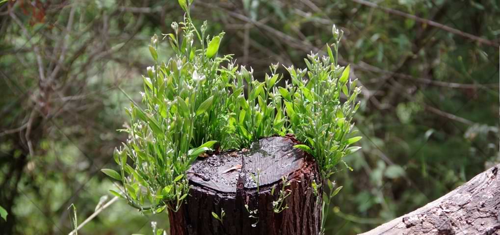 Tree Regrowth After Stump Grinding - Timber Kings Tree Service