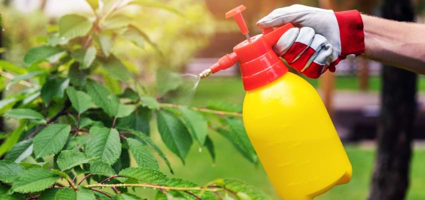 Common Tree Diseases and Their Impact on Removal - Timber Kings Tree ...