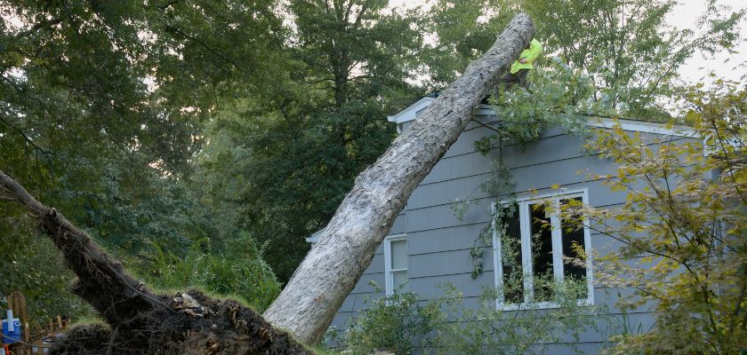 Storm Preparation for Trees - Timber Kings Tree Service
