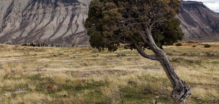 Tree Lean Safety: Valrico, FL - Timber Kings Tree Service