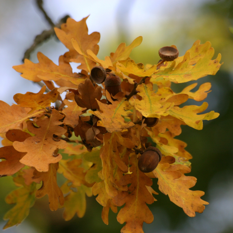 What It Means When Your Oak Tree Stops Producing Acorns - Timber Kings ...