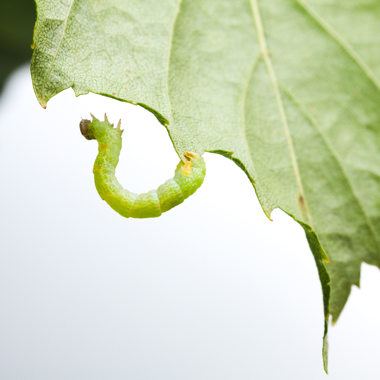 Tiny Green Inchworms: Are They Harmful to Your Trees? - Timber Kings Tree Service