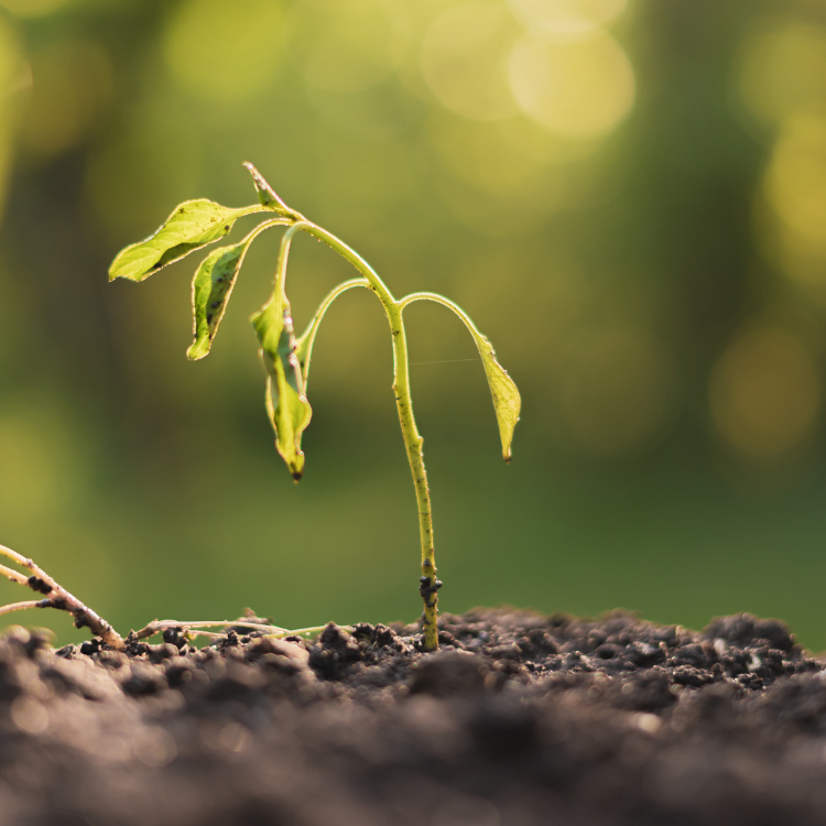 Reviving a Dying Tree: Expert Tips for Bringing Your Tree Back to Life ...