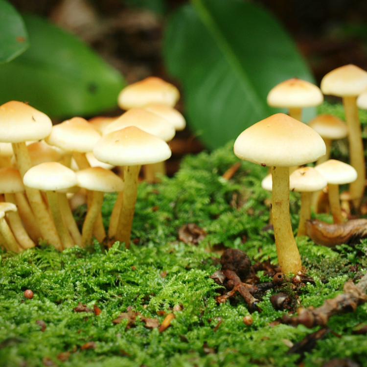 Identifying and Treating Lawn Fungus Before It Affects Your Trees ...